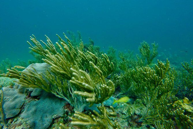 Snorkeling Tour (with Light Refreshments) - Final Thoughts: Is it Worth It?