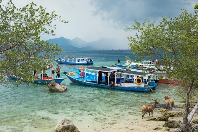 Snorkeling & Trekking at West Bali National Park - Why This Tour Works for Travelers