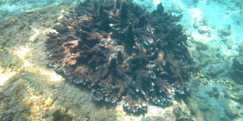 Snorkeling Trip from Polhena Beach, Matara, Sri Lanka - Final Thoughts: Is It Worth It?