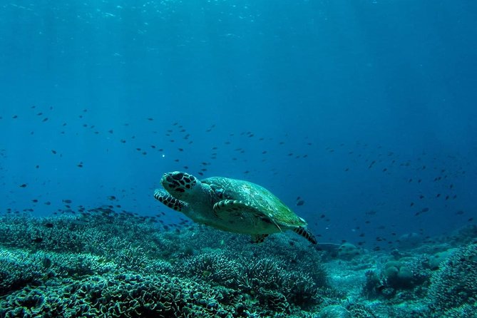 Snorkeling Trip Nusa Penida Bali - An Honest Look at the Experience