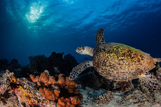 Snorkeling Trip to Menjangan Island - Why the Snorkeling Trip to Menjangan Island Stands Out