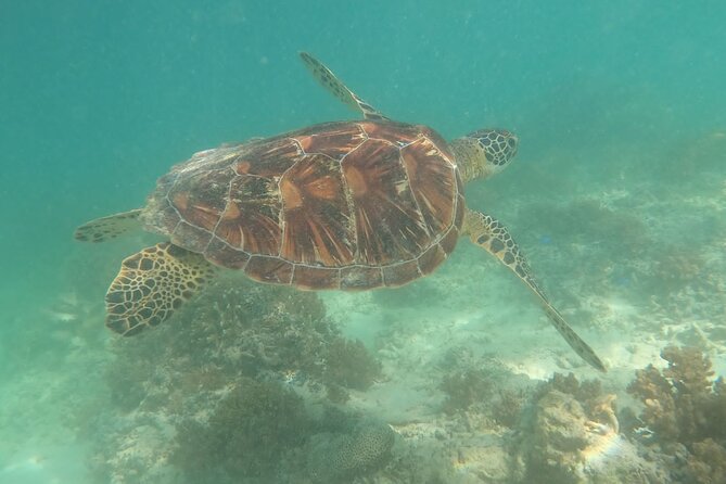 Snorkeling Turtles Points & Underwater Statues In Gili Islands - Final Thoughts: Who Will Love This Tour?