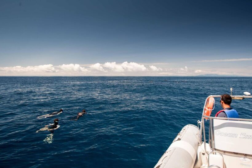 Snorkeling Wildlife in Terceira Island - Key Points