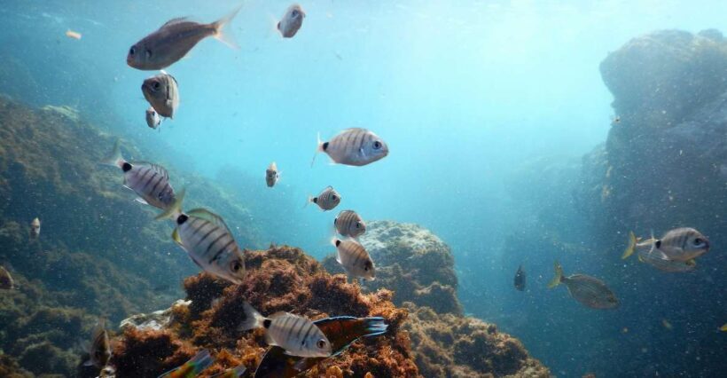 Snorkeling Wildlife in Terceira Island - An Honest Look at the Snorkeling Wildlife Tour
