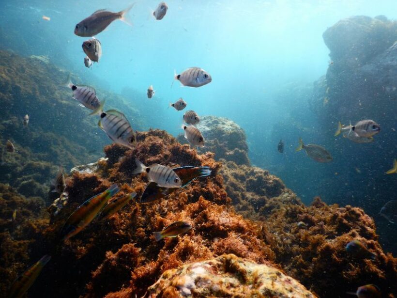 Snorkeling Wildlife in Terceira Island - The Experience’s Highlights and Challenges