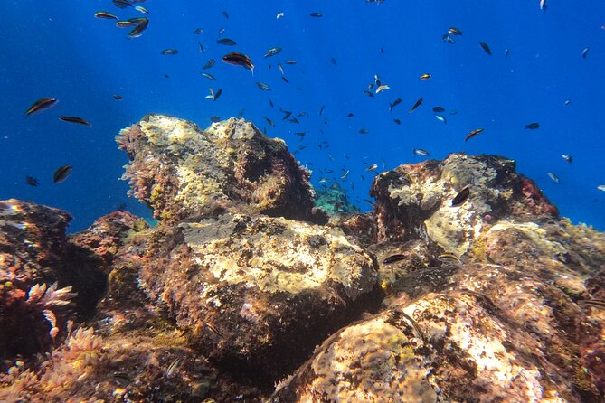 Snorkeling with a Professional Instructor in Tenerife - Practical Tips to Enhance Your Experience