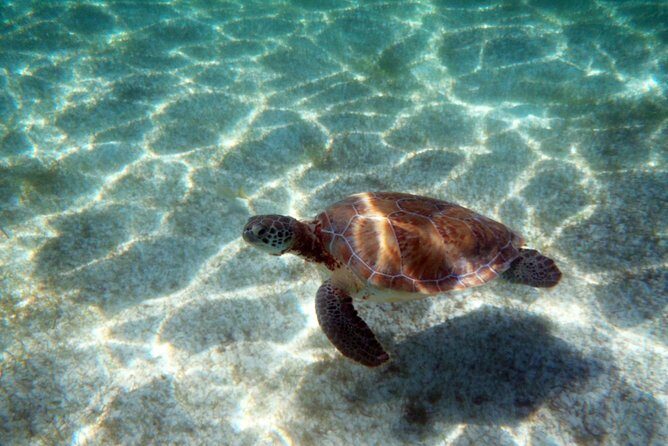 Snorkeling with Caribbean fish and private cenote exploration - Additional Considerations