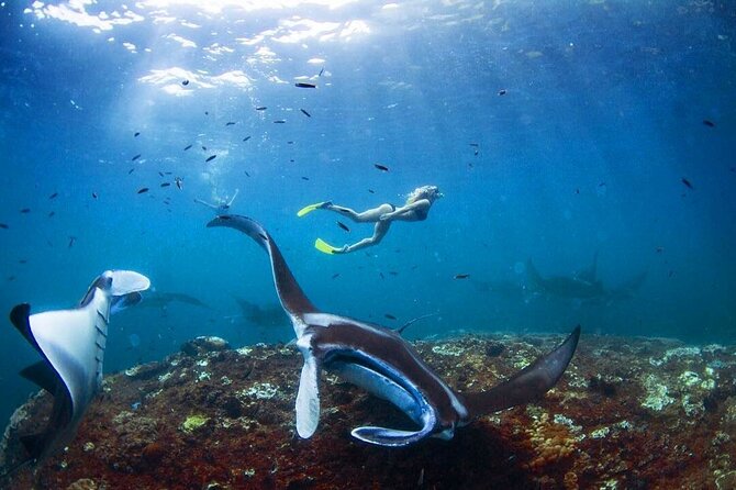 Snorkeling with Manta Rays in Nusa Penida Experience (All-Inclusive) - The Logistics and What Travelers Say