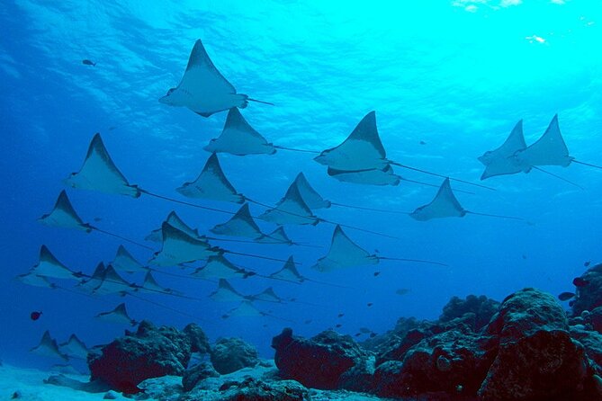 Snorkeling with Manta Rays in Nusa Penida Experience (All-Inclusive) - The Overall Value