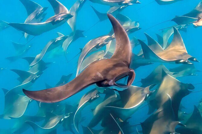 Snorkeling with Mobulas in La Ventana Bay Round trip from La Paz - Discovering the Magic of La Ventana Bay
