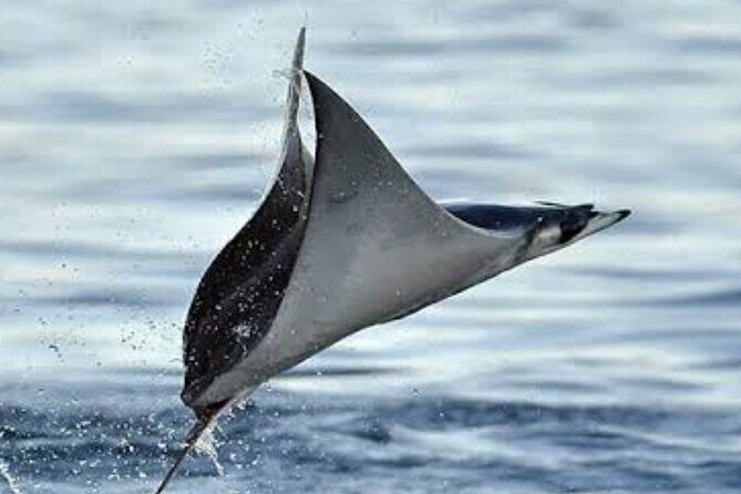 Snorkeling with Mobulas in La Ventana Bay Round trip from La Paz - Practical Details and Considerations