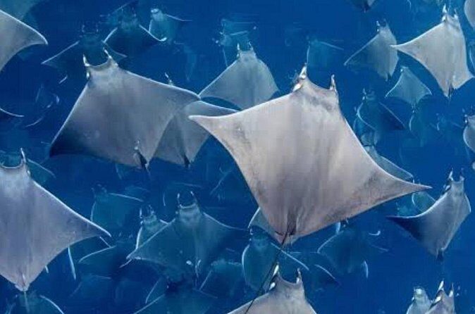 Snorkeling with Mobulas in La Ventana Bay Round trip from La Paz - Who Should Consider This Tour?