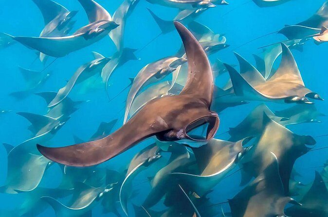 Snorkeling with Mobulas in La Ventana Bay Round trip from La Paz - FAQ