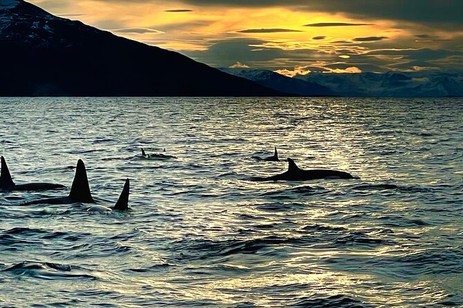 Snorkeling with Orcas In Norway, 4 days All-Inclusive expedition - FAQ