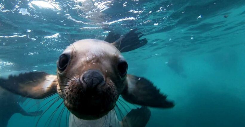 Snorkeling with Sea Lions - What to Expect in the Water