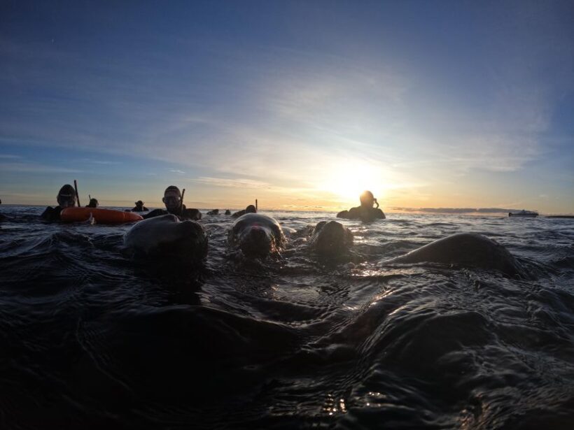 Snorkeling with Sea Lions - The Practical Side: Logistics, Cost, and Group Size