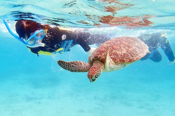 Snorkeling With Sea Turtles - Encountering the Majestic Sea Turtles