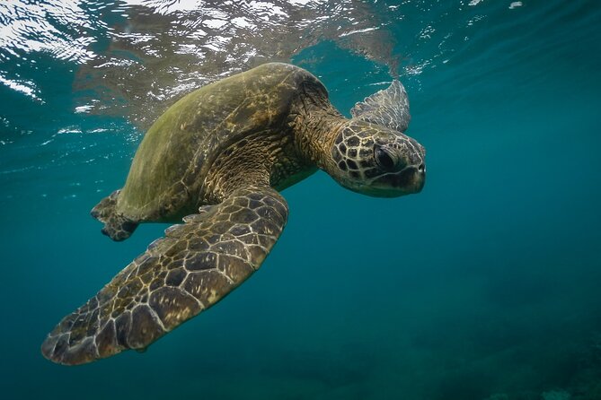 Snorkeling with Sea Turtles in Mirissa (Pickup and Drop included) - Key Points