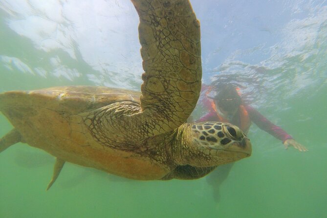 Snorkeling with Sea Turtles in Mirissa (Pickup and Drop included) - The Itinerary: A Closer Look