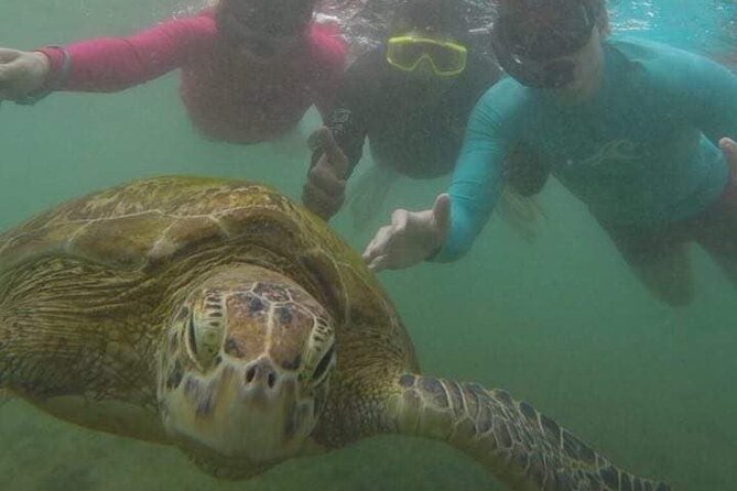 Snorkeling with Sea Turtles in Mirissa (Pickup and Drop included) - Who This Tour Is Best For