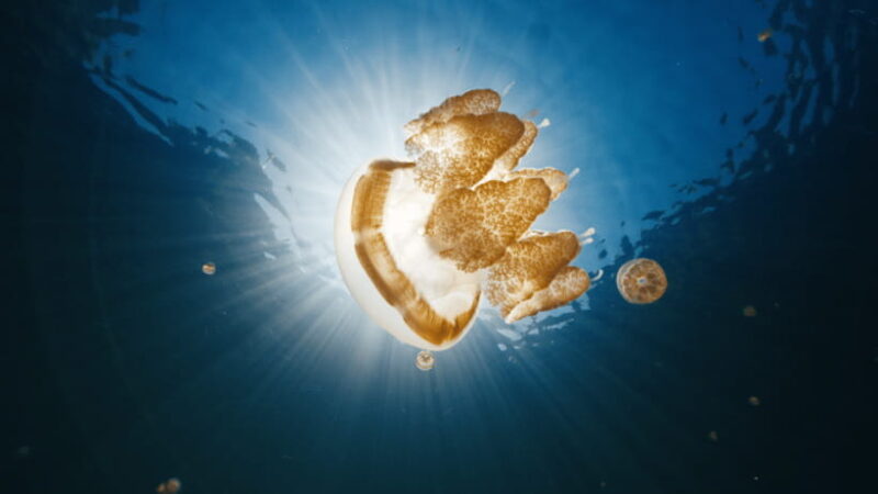 Snorkeling with Stingless Jelly Fish, Indonesia Banggai - Key Points