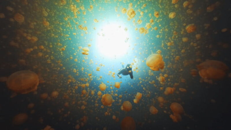 Snorkeling with Stingless Jelly Fish, Indonesia Banggai - What To Expect from the Tour