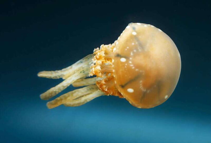 Snorkeling with Stingless Jelly Fish, Indonesia Banggai - The Practical Side: Price, Duration, and Group Size