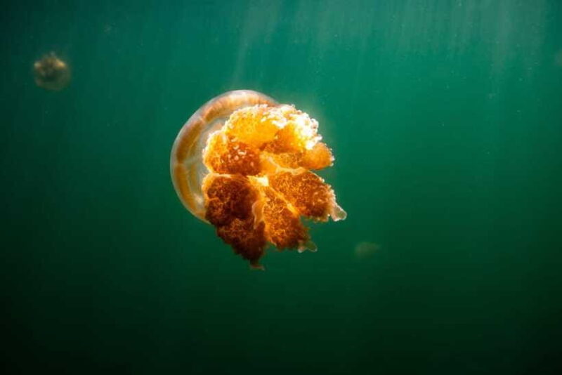 Snorkeling with Stingless Jelly Fish, Indonesia Banggai - Final Thoughts