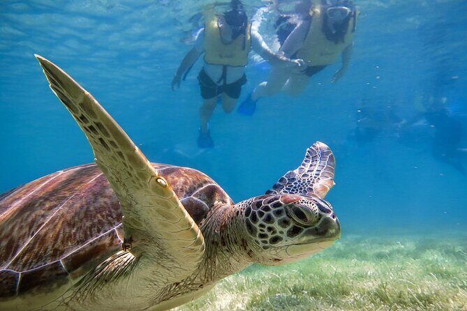 Snorkeling with Turtles and Cenote Tour from Riviera Maya - Is This Tour Right for You?