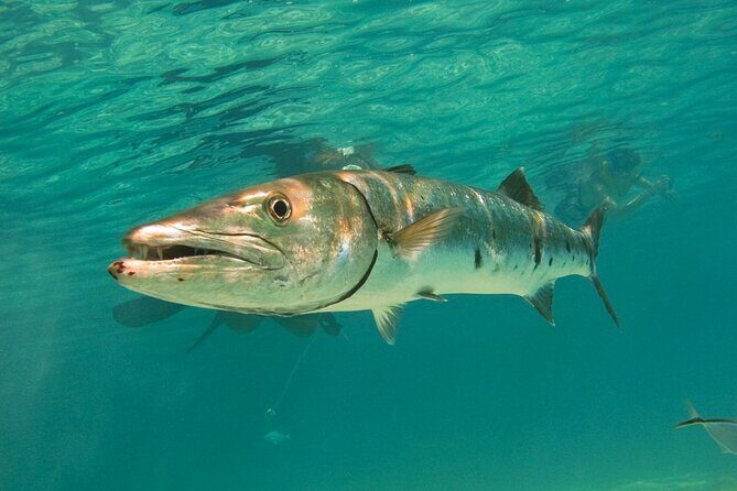 Snorkeling with Turtles and Cenote Tour from Riviera Maya - Final Thoughts