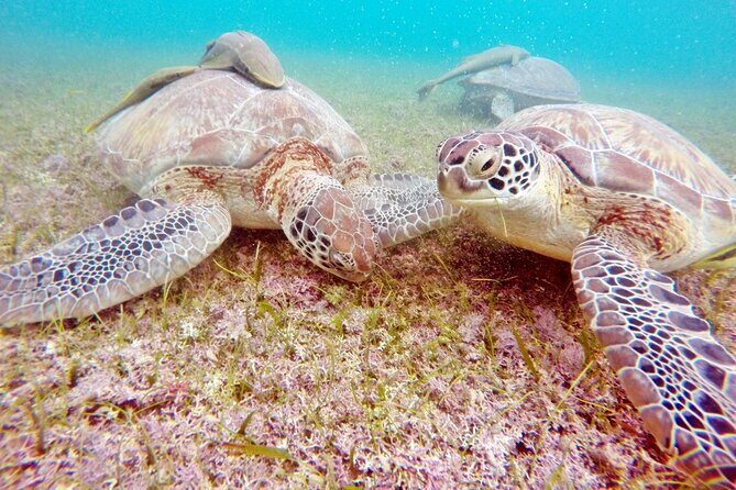 Snorkeling with Turtles and Cenote Tour from Riviera Maya - FAQs