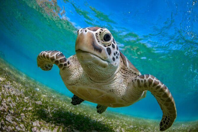 Snorkeling with Turtles and Cenotes - The Itinerary: What to Expect at Each Stop