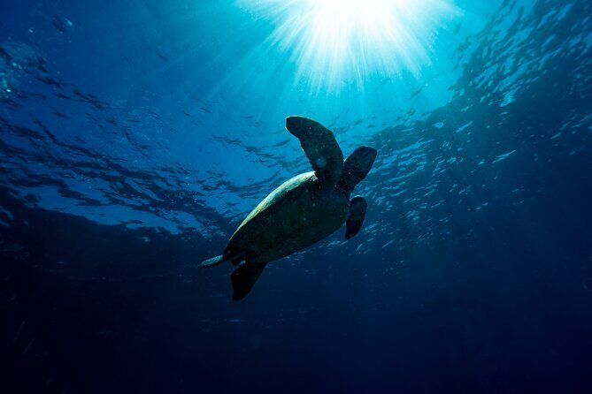 Snorkeling with Turtles  Cook Island Marine Reserve - The Sum Up