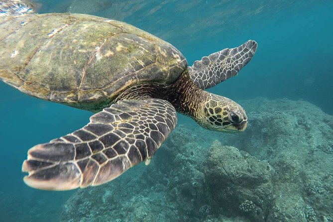 Snorkeling with Turtles in Mirissa - Snorkeling with Turtles in Mirissa: A Detailed Review