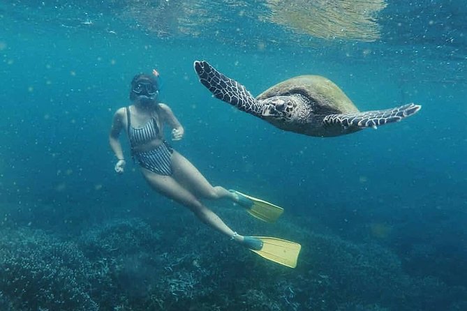 Snorkeling with Turtles in Mirissa - The Highlights: Why This Tour Stands Out