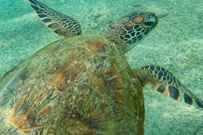 Snorkeling with Turtles in Mirissa - Final Thoughts