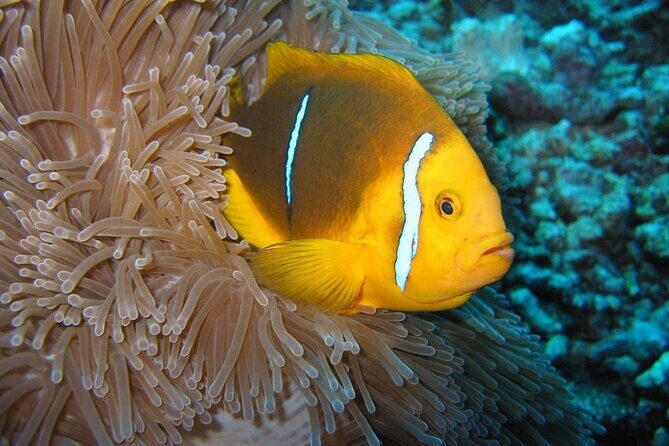Snorkeling with underwater scooter in Tahaa lagoon from Raiatea - Final Thoughts