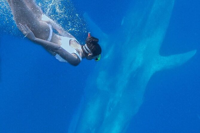 Snorkeling with Whales in Mirissa - FAQs