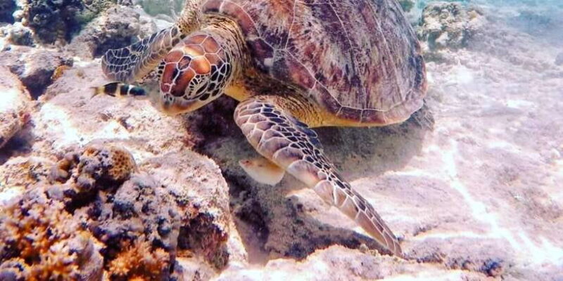 Snorkelling Gili Trawangan, Gili Air & Gili Meno from Lombok - FAQs