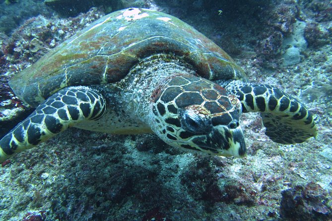Snorkelling in Padang Bai - What Makes This Tour Stand Out