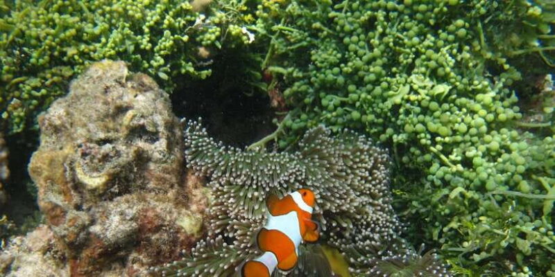 Snorkelling & islandhopping tour Karimunjawa (private tour) - Why This Tour Is a Great Choice