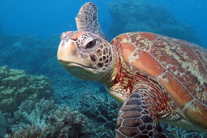 Snorkelling or Glass Bottom Boat at Green Island from Cairns - The Experience for Different Types of Travelers