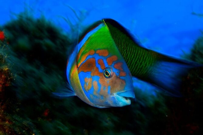 Snorkelling Trip at Ponta De São Lourenço Protected Area - Highlights of the Marine Reserve