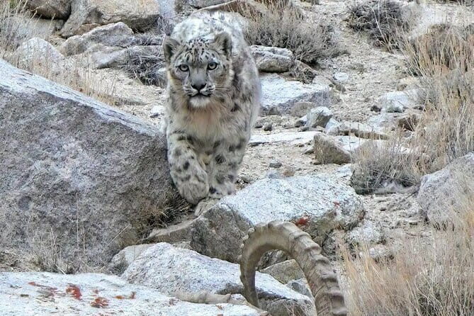 Snow Leopard Trek in Ladakh - Key Points