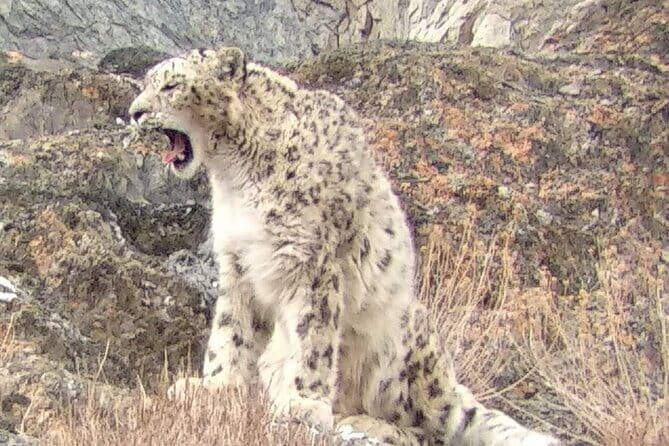 Snow Leopard Trek in Ladakh - Authentic Experiences and Real-World Feedback