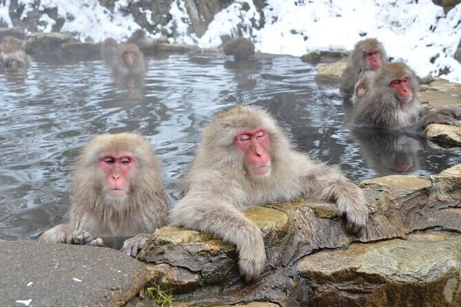 Snow Monkey and Obuse from Nagano - Visiting Obuse-machi, The Cultural Gem