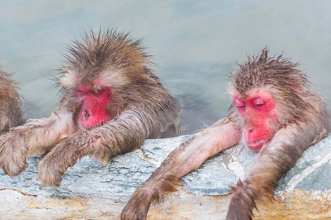 Snow Monkey and Shibu Onsen Afternoon Group Tour From Myoko Kogen - Highlights and Memories