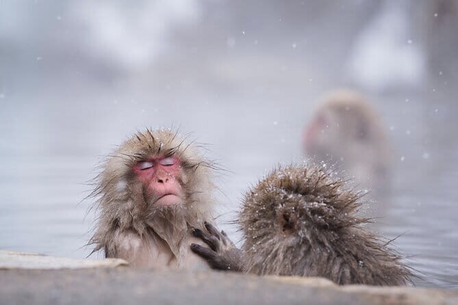 Snow Monkey, Hokusai & Sake: A Perfect Day in Nagano - A Thoughtful Look at Snow Monkey, Hokusai & Sake: A Well-Rounded Day in Nagano