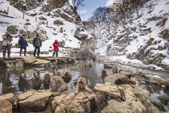 Snow Monkey, Hokusai & Sake: A Perfect Day in Nagano - Who Will Love This Tour