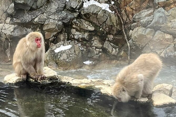 Snow Monkey Nagano or Mt Tsukuba Day Tour by Car English Driver - Reviews and Feedback